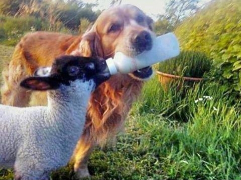 Animal Communication & Understanding Services by Selikoff Enterprises